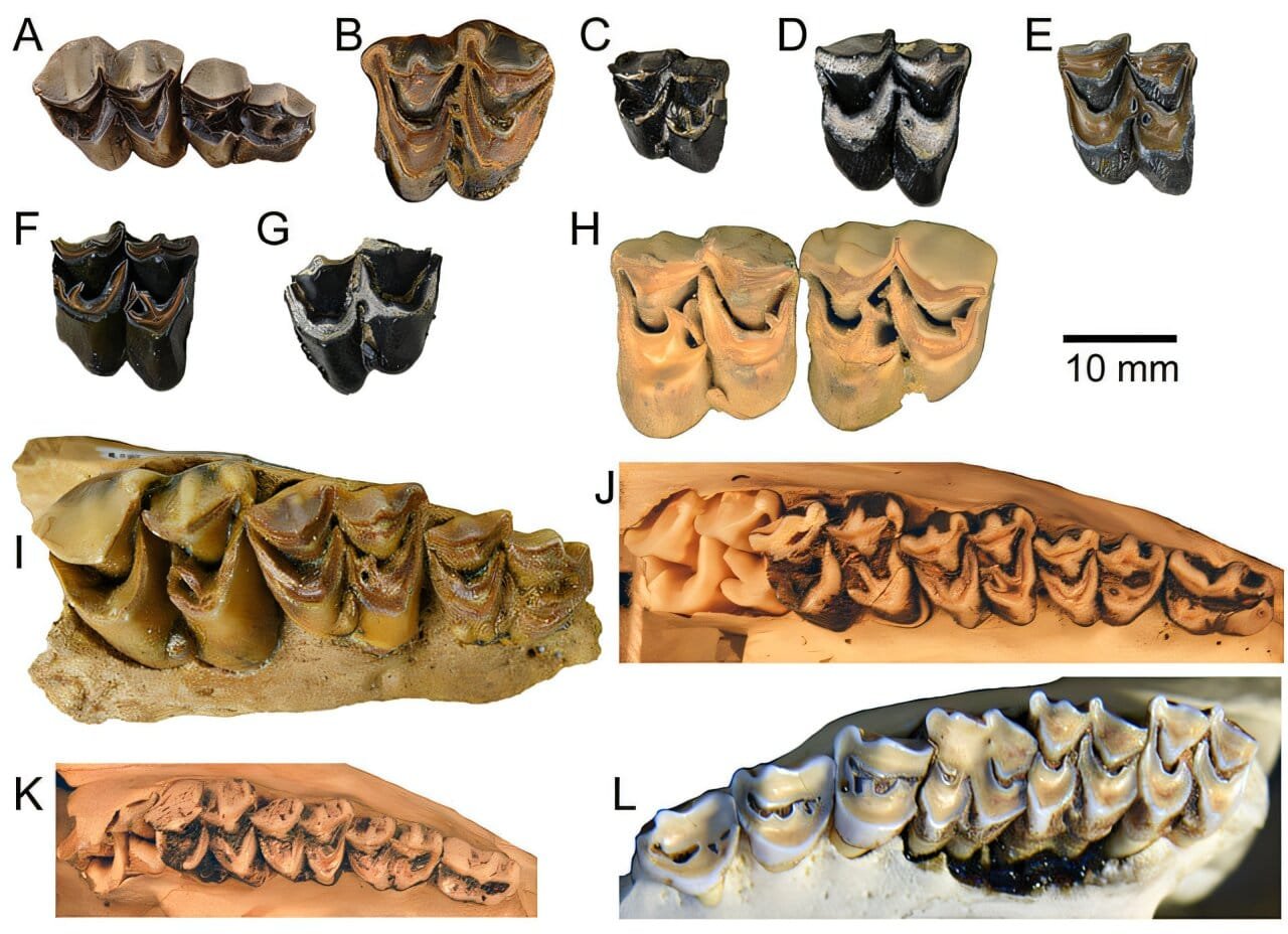 Ancient Deer Fossil Unearthed in Appalachia Reveals a Five Million Year ...