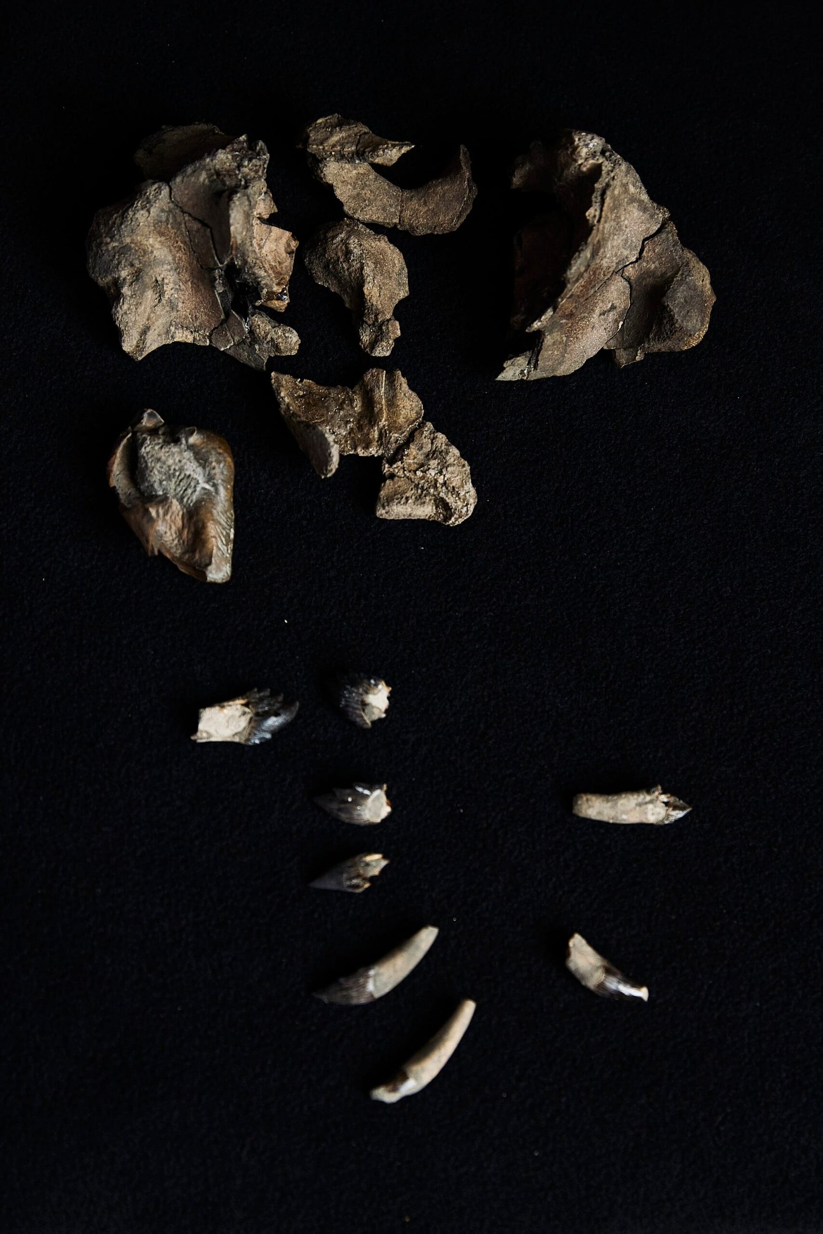 Ancient Sharp Toothed Whale Unearthed from Australian Beach Stuns ...