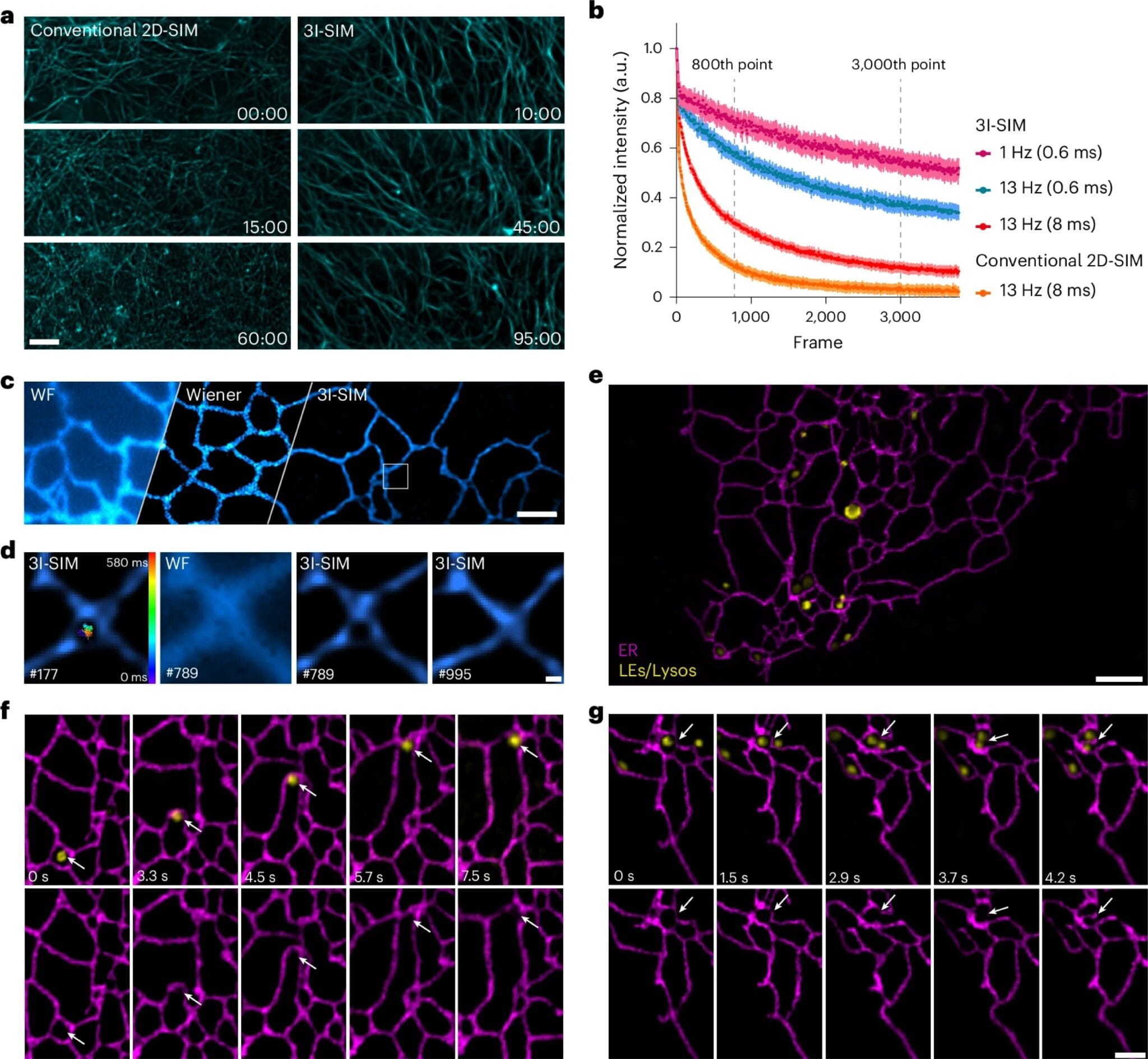 The Secret World of Living Cells Comes Alive With a New Microscope