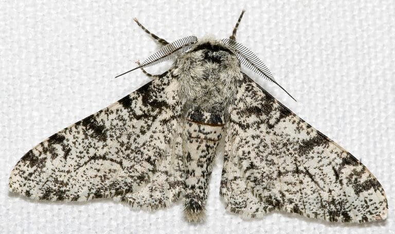 What the Peppered Moth Can Teach Us About Evolution