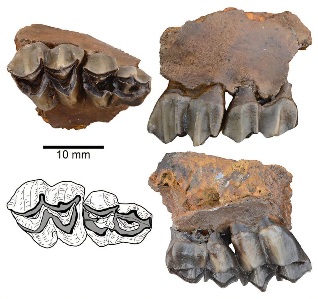 Ancient Deer Fossil Unearthed in Appalachia Reveals a Five Million Year ...