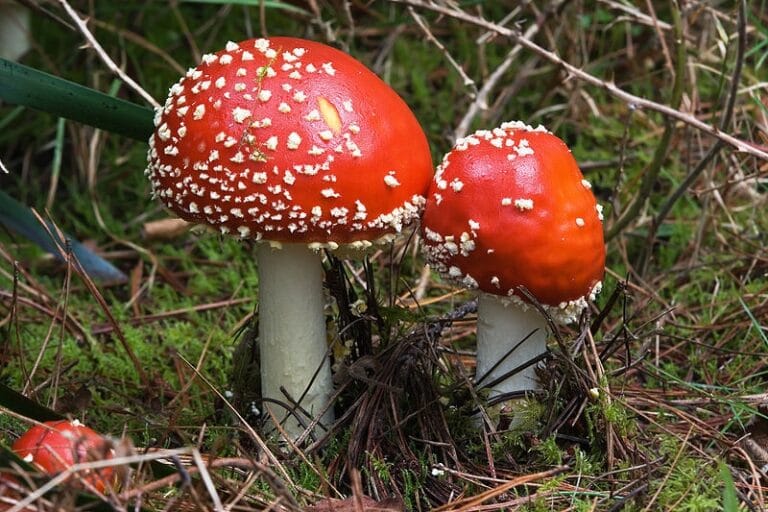 The Role of Fungi in Decomposition and Ecosystems