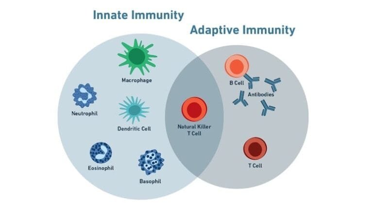 Innate vs Adaptive Immunity Explained