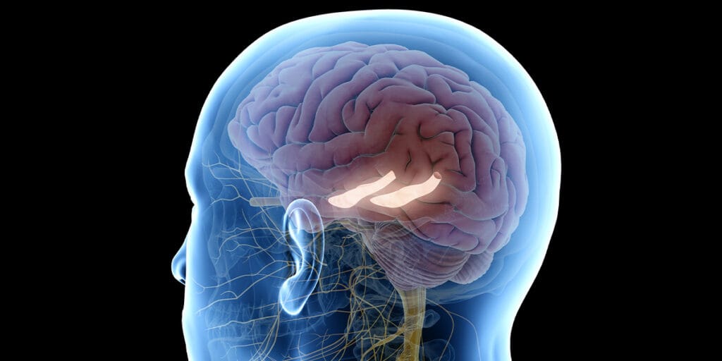 What Is the Hippocampus? The Brain's Memory Center Explained