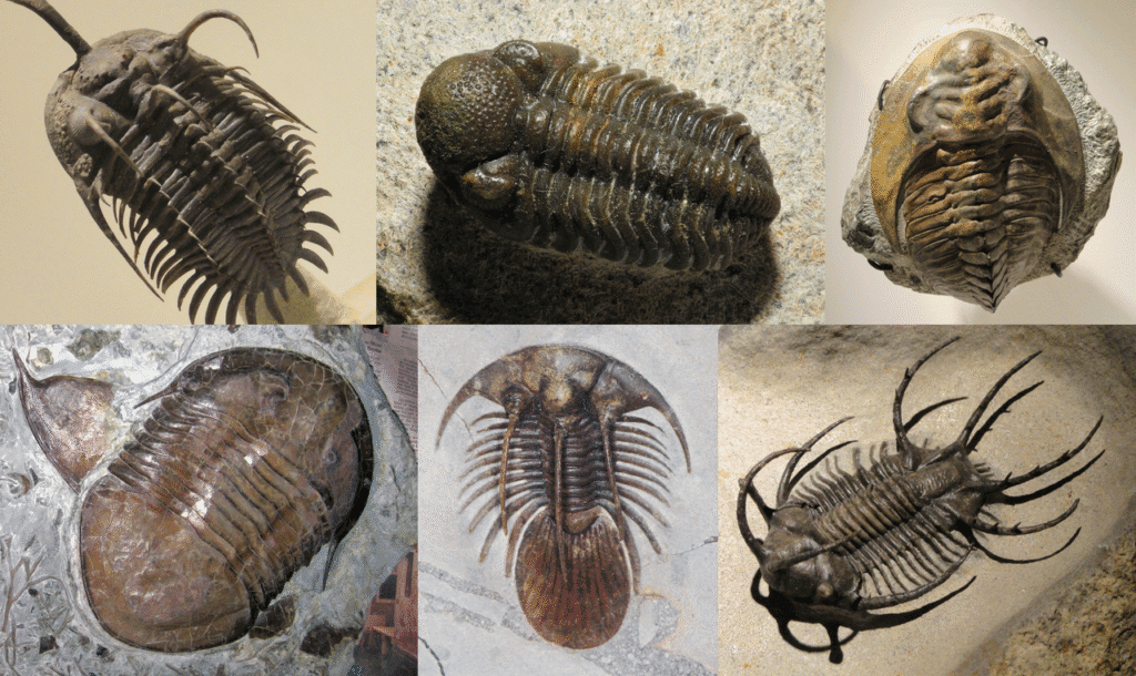 The Fascinating World of Trilobite Fossils