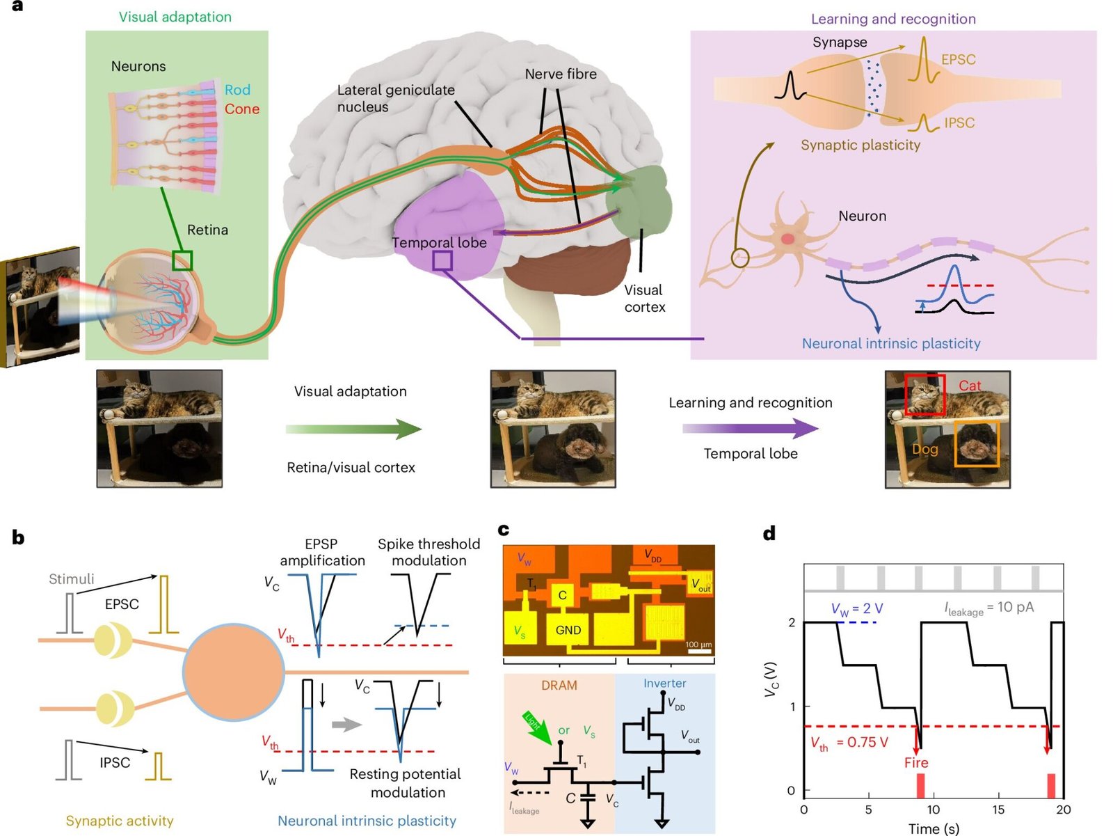 The Brain-Inspired Technology That Could Revolutionize AI Forever