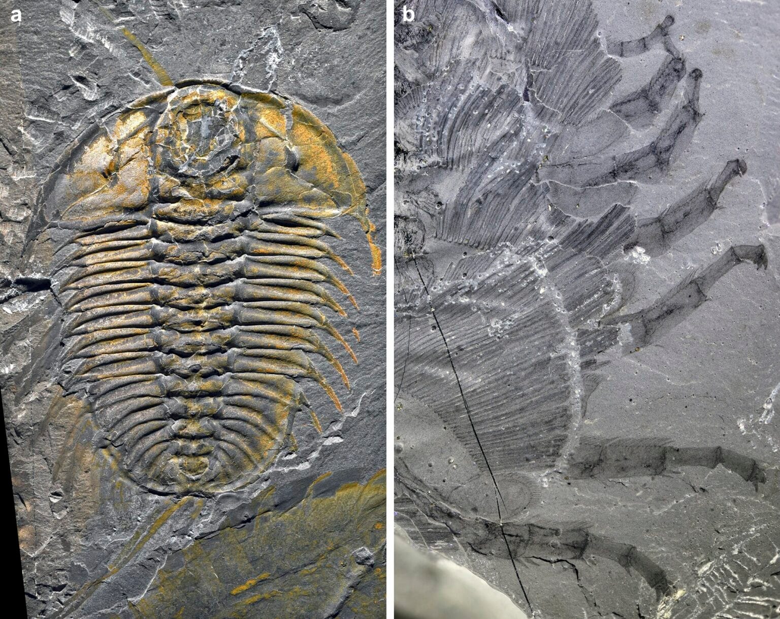 Half a Billion Years Later We Finally Know How This Prehistoric ...