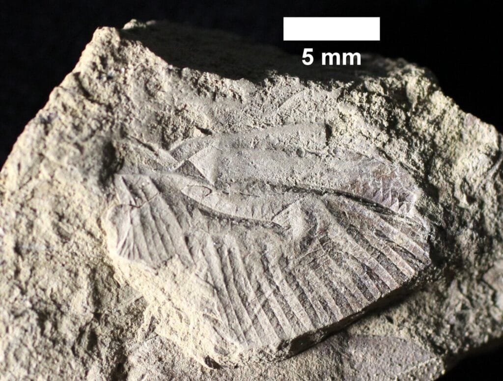 Prehistoric Predator of the Air Found in Canada After 75 Million Years