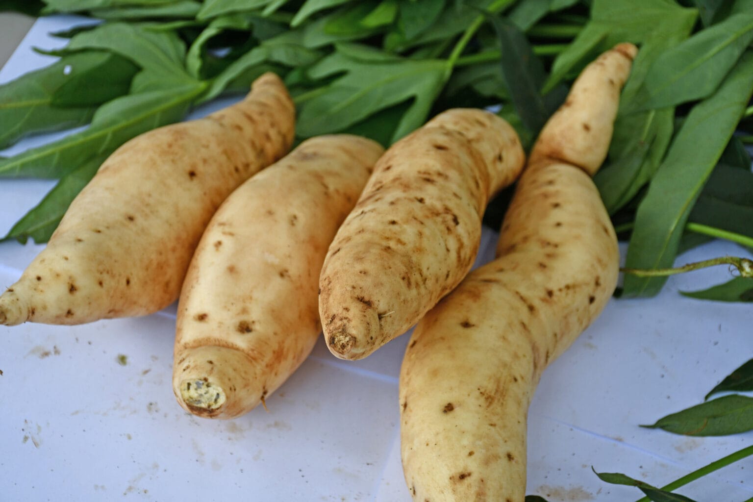 Scientists Finally Unravel the Sweet Potato’s Ancient Genetic Secret