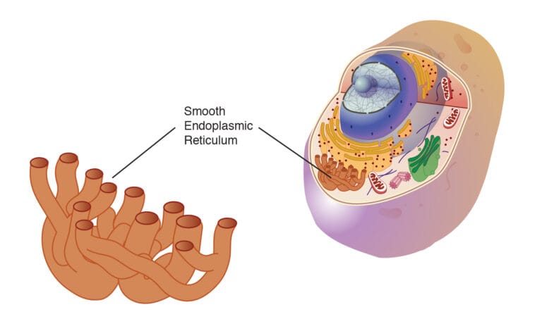 The Endoplasmic Reticulum: Rough vs Smooth Explained