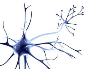 The Power of Habits: How Neural Pathways Shape Our Lives