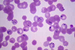 How Viruses Work: A Biological Deep Dive