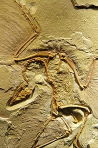Fossils That Reveal the Origins of Birds