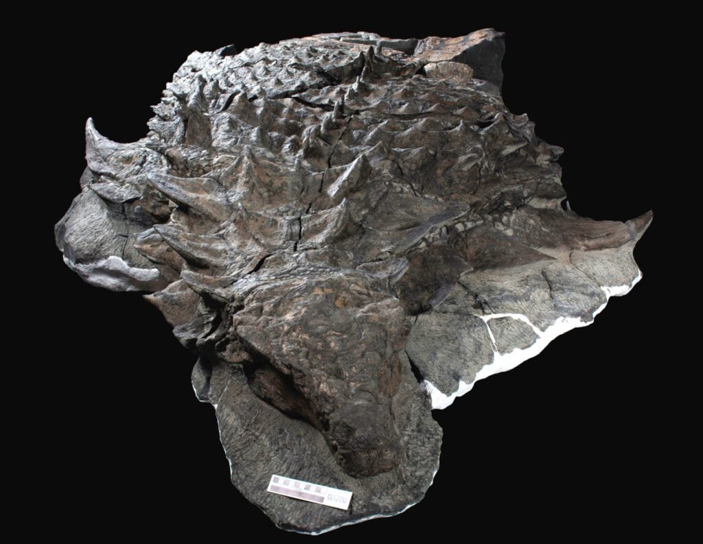 Are Fossils Ever Found With Skin or Soft Tissue?