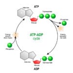 How ATP Powers Life at the Cellular Level