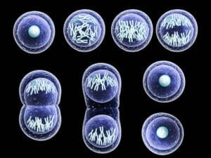 What Is Mitosis? Stages and Purpose