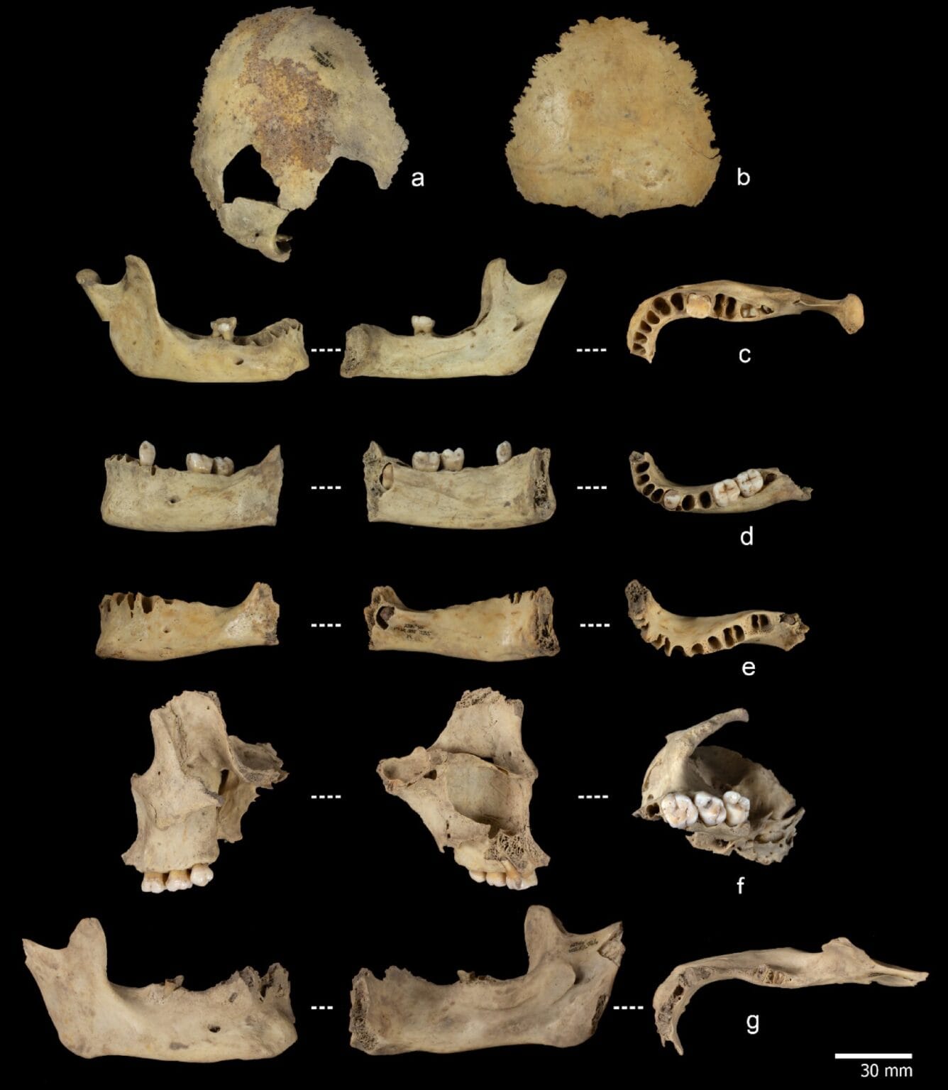 Ancient Cave Bones Reveal a Chilling Truth About Humanity’s Past