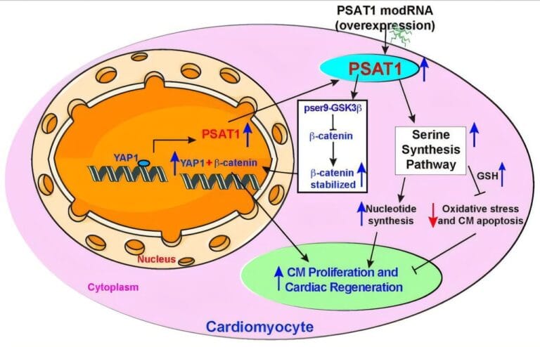 Scientists Discover a Way to Make the Heart Heal Itself After a Heart ...