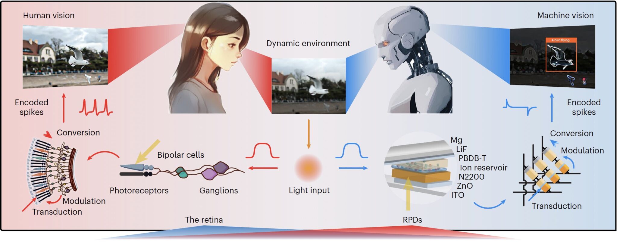 Scientists Build Machine Eye That Sees the World Like Humans