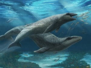 Ancient Sharp Toothed Whale Unearthed from Australian Beach Stuns ...