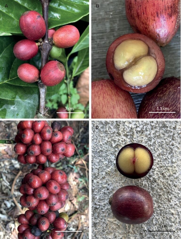 The Forgotten Coffee Bean That Could Save Our Morning Ritual