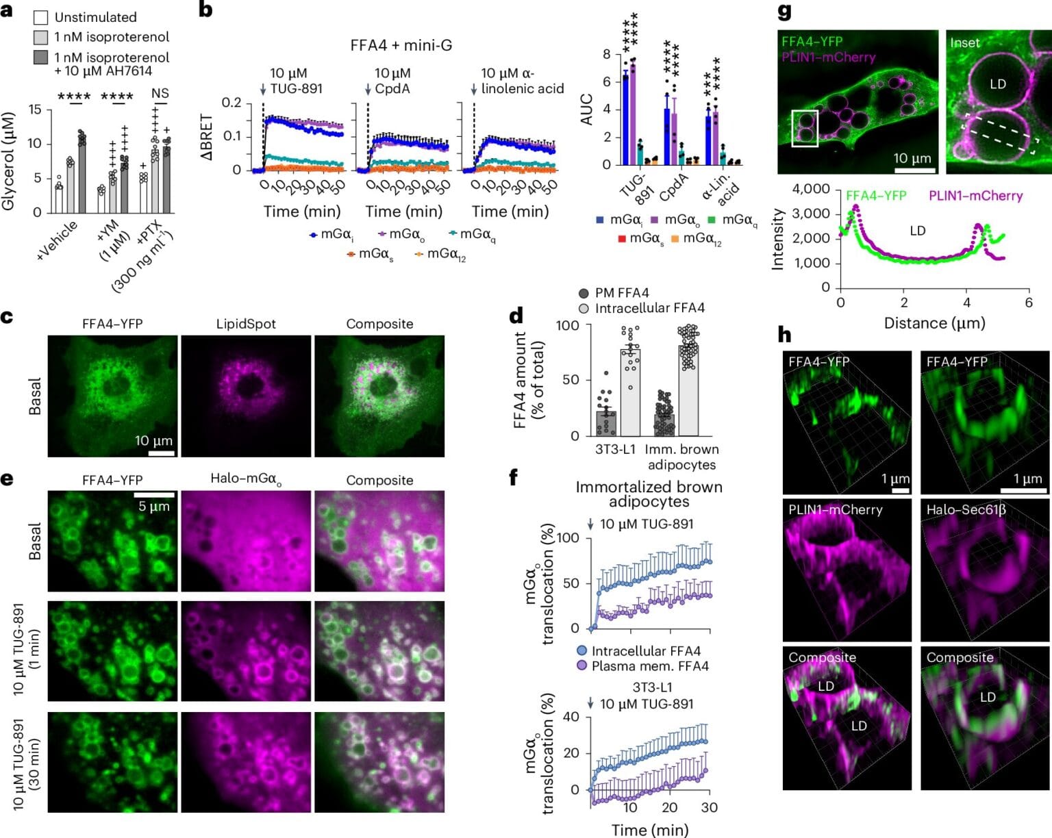 Scientists Discover Fat Cells Can Think for Themselves