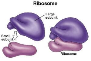 Ribosomes: Structure, Function, and Role in Protein Synthesis
