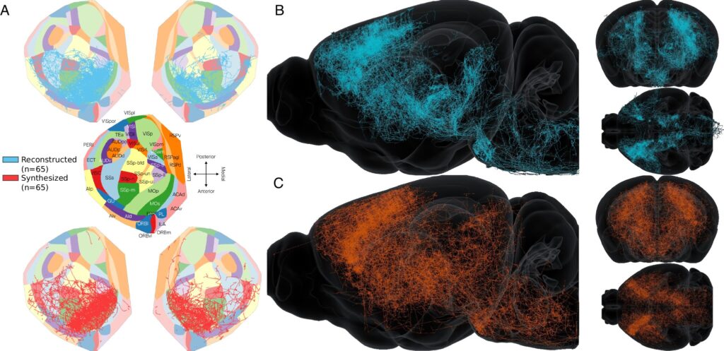 Scientists Create Digital Mouse Brain With Realistic Wiring That ...