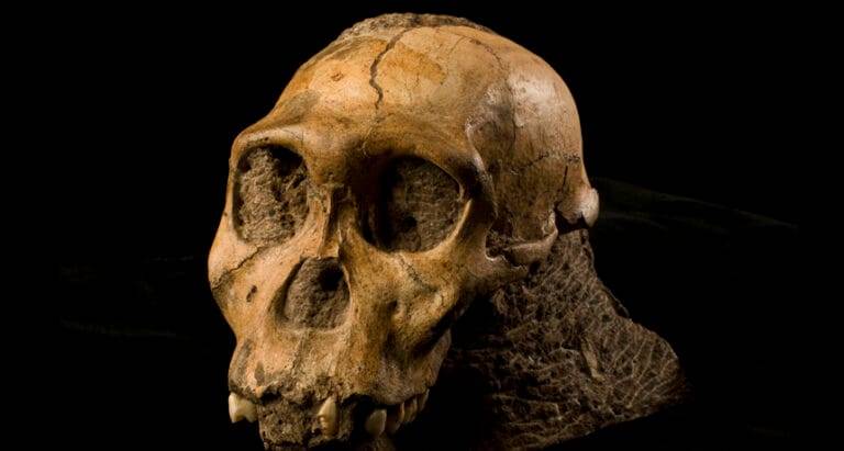 Oldest Cerapodan Dinosaur Discovered in Morocco