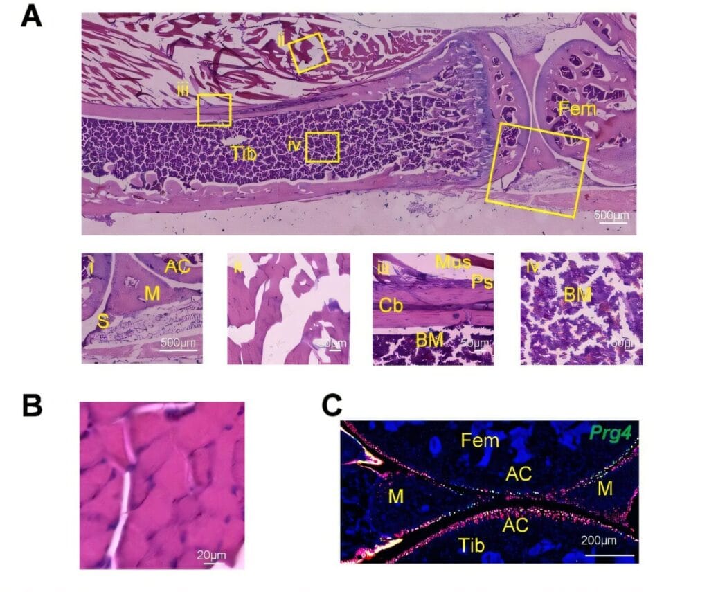Scientists Uncover Muscle Cells That Transform Into Bone After Injury