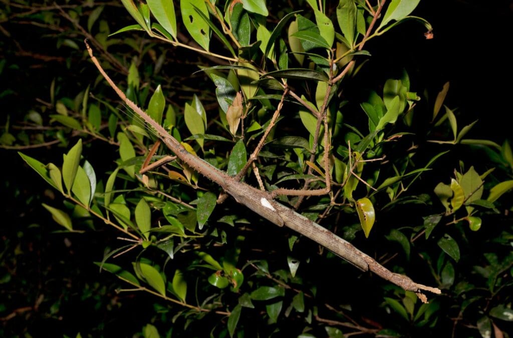 Scientists Stunned by Massive Stick Insect Found in the Treetops