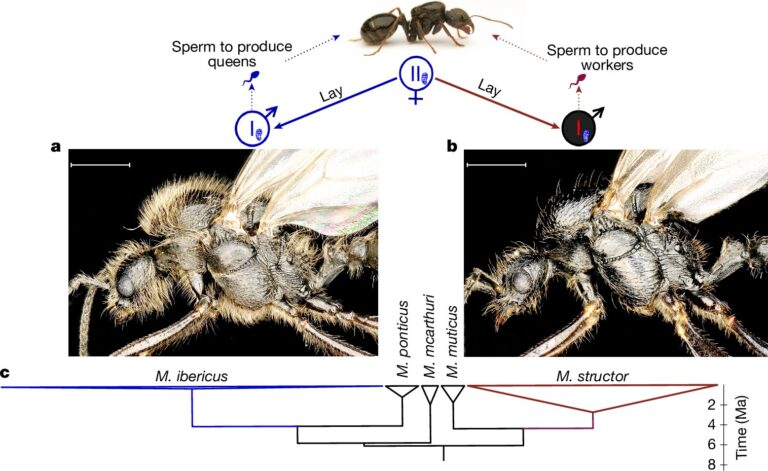Scientists Discover Ants That Clone Another Species to Survive