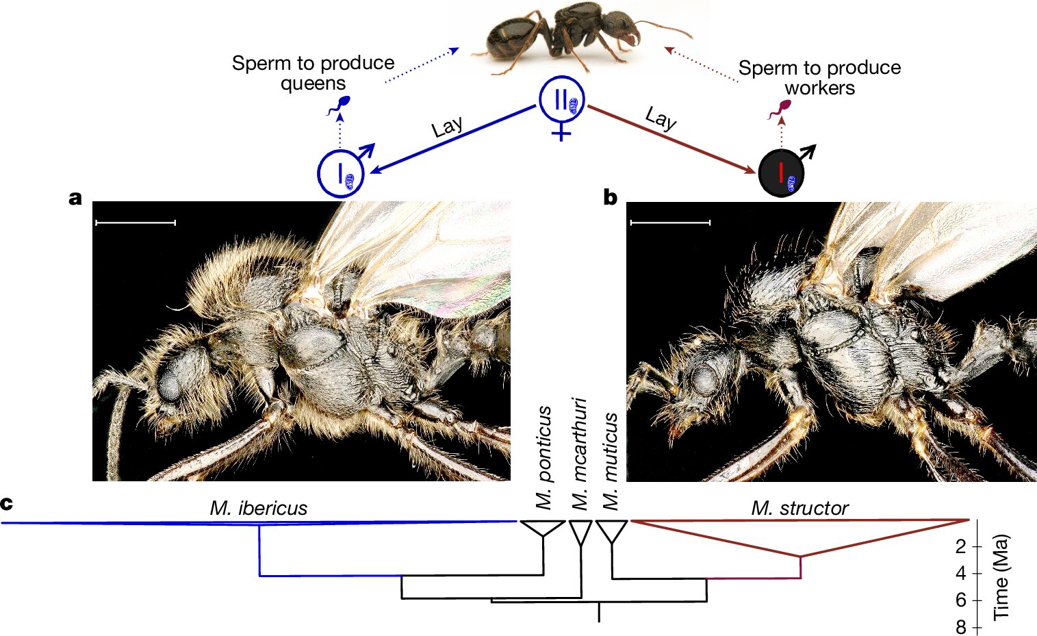 Scientists Discover Ants That Clone Another Species to Survive