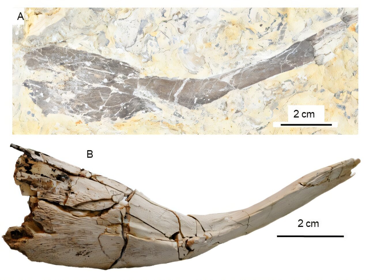 Fossils Misidentified for 150 Years Turn Out to Be Ancient ‘Living Fossils