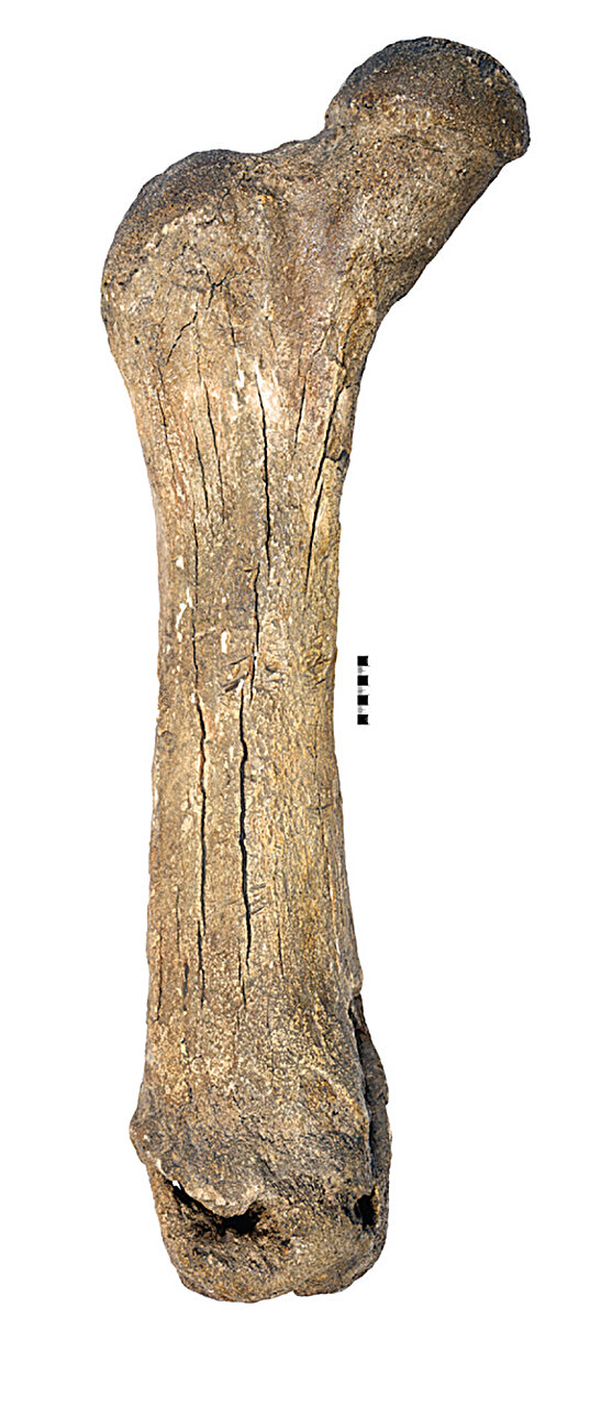 Ancient DNA Reveals Ice Age Mastodons Were World Travelers With Hidden ...