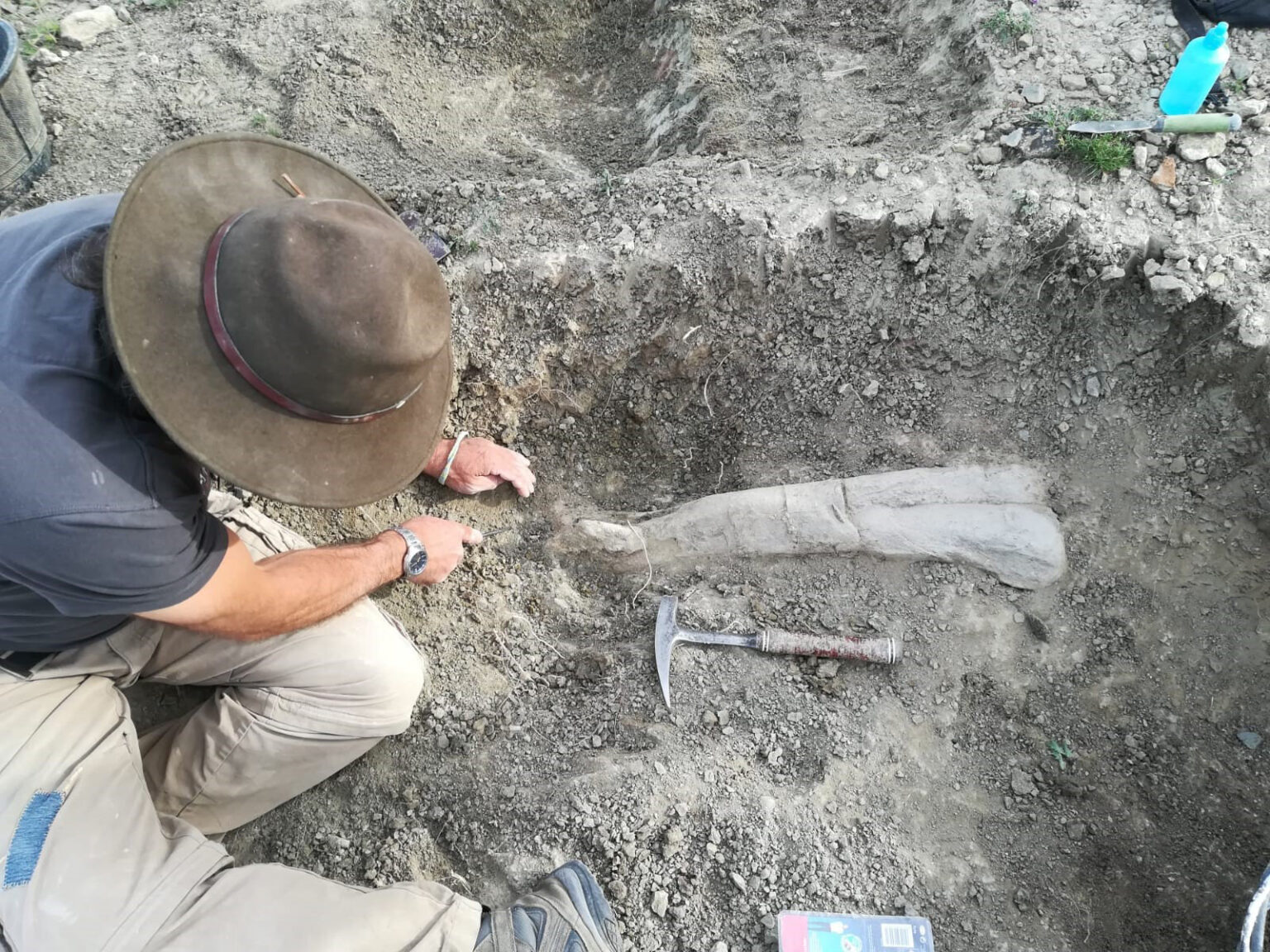This 128-Million-Year-Old Dinosaur Could Be the True Ancestor of ...