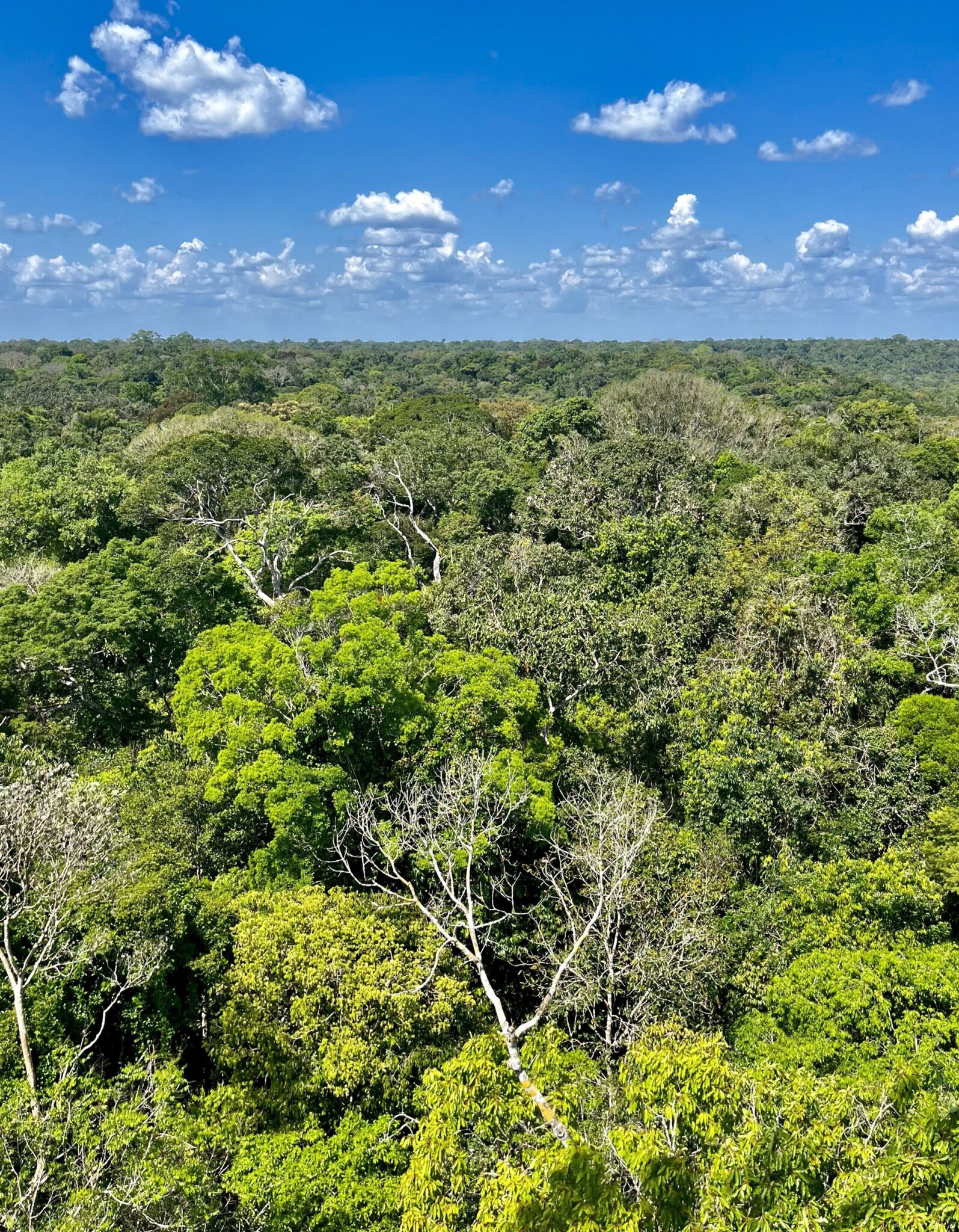 Why Are Amazon Trees Growing Faster Than Ever? The Answer Lies in the Air