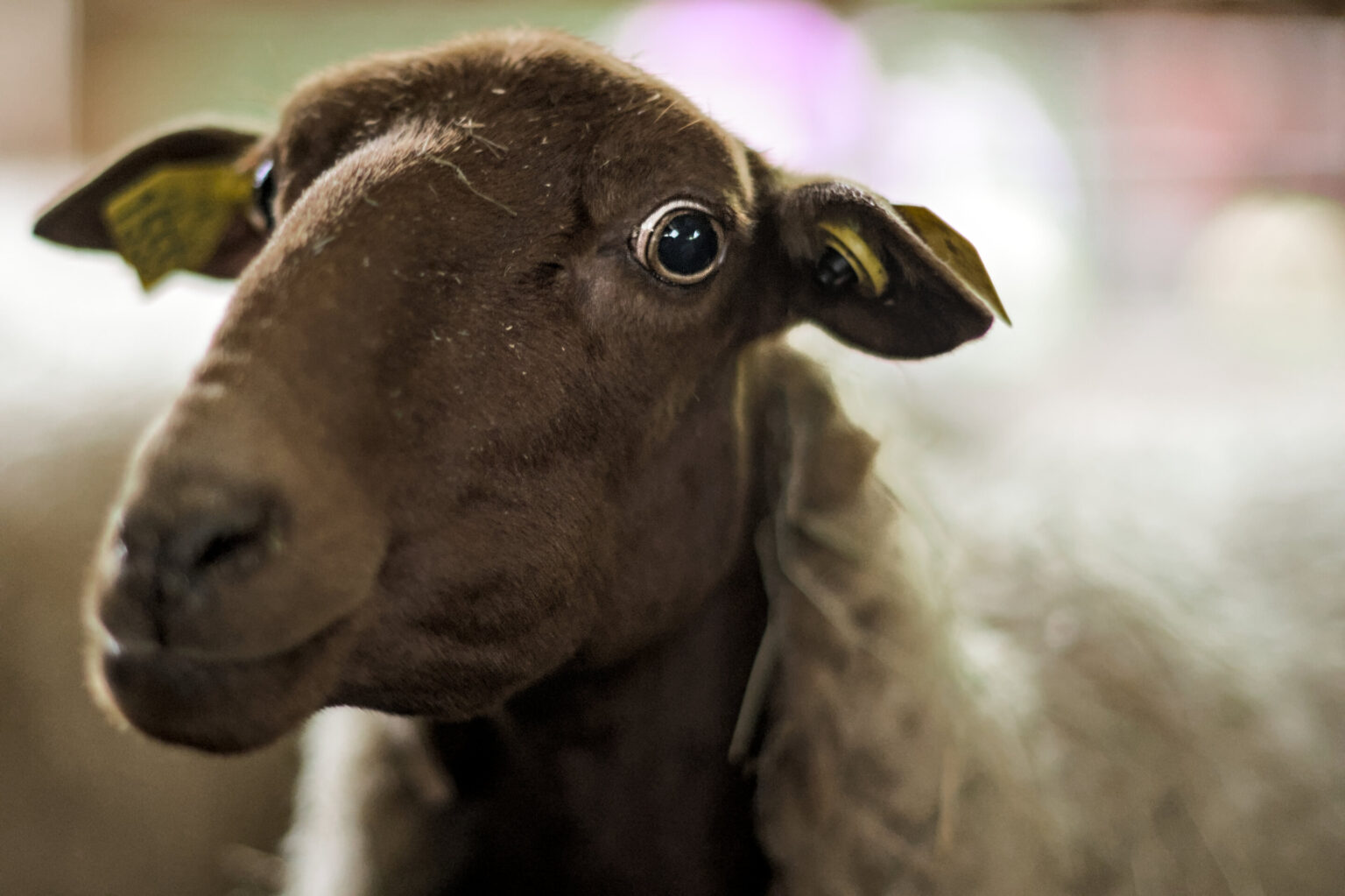 Humans Made Wild Animals Shrink While Farm Animals Grew—8,000 Years of ...