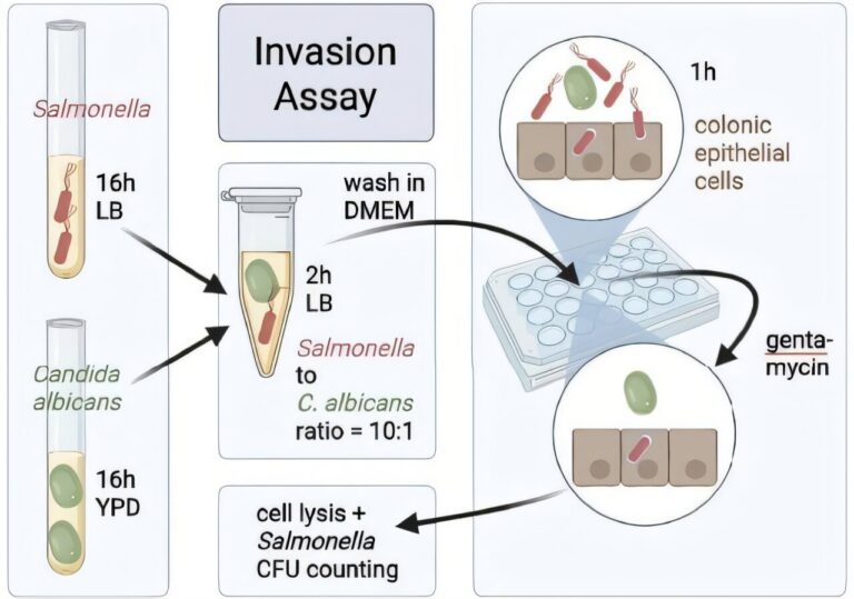 Your Gut Yeast Might Be Helping Dangerous Bacteria Spread—Here’s What ...