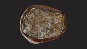 The Truth About Fossilized Dinosaur Eggs