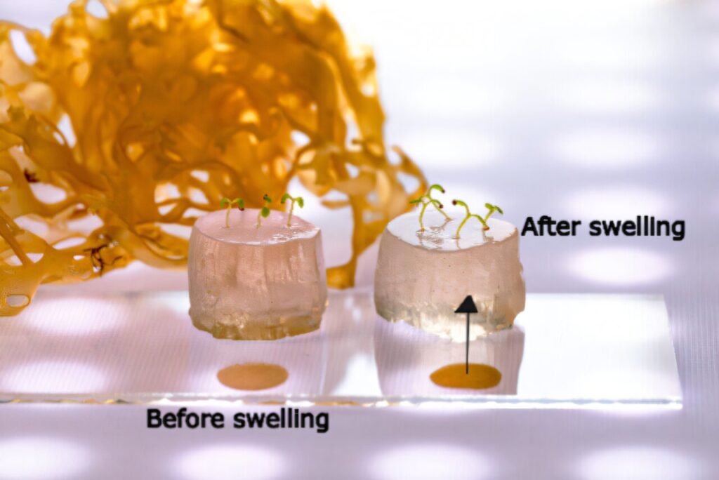 This Biodegradable Gel Could Replace Soil—and Transform Agriculture Forever