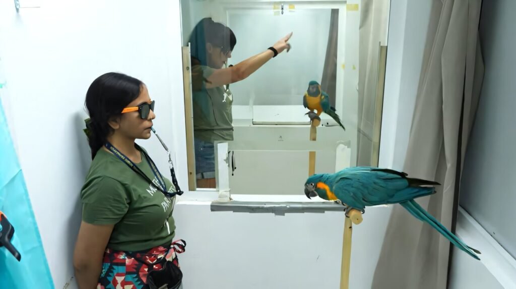 Parrots Just Did Something Scientists Thought Only Humans Could Do
