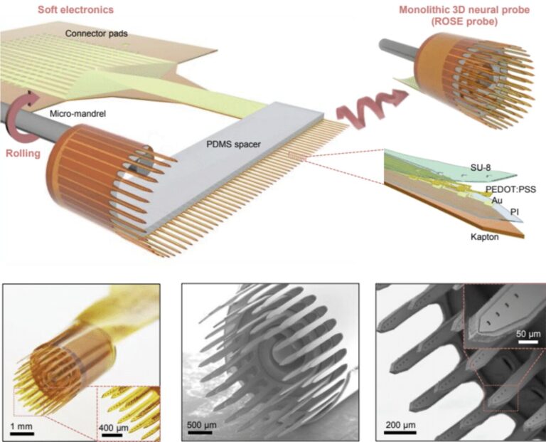 New 3D Brain Probes Could Restore Movement and Vision—Here’s How They Work