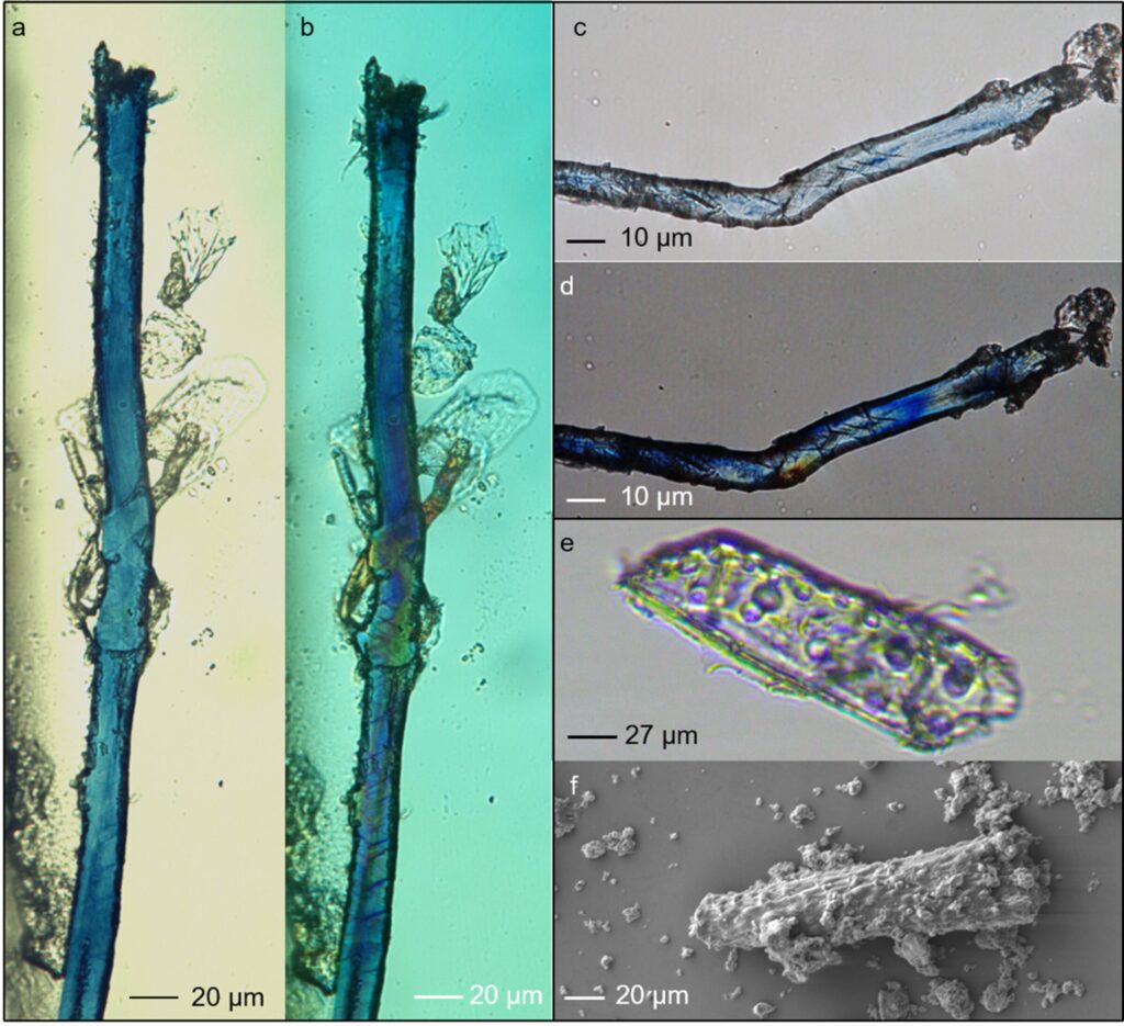 Scientists Discover the World’s Oldest Blue Dye on 34,000-Year-Old Tools