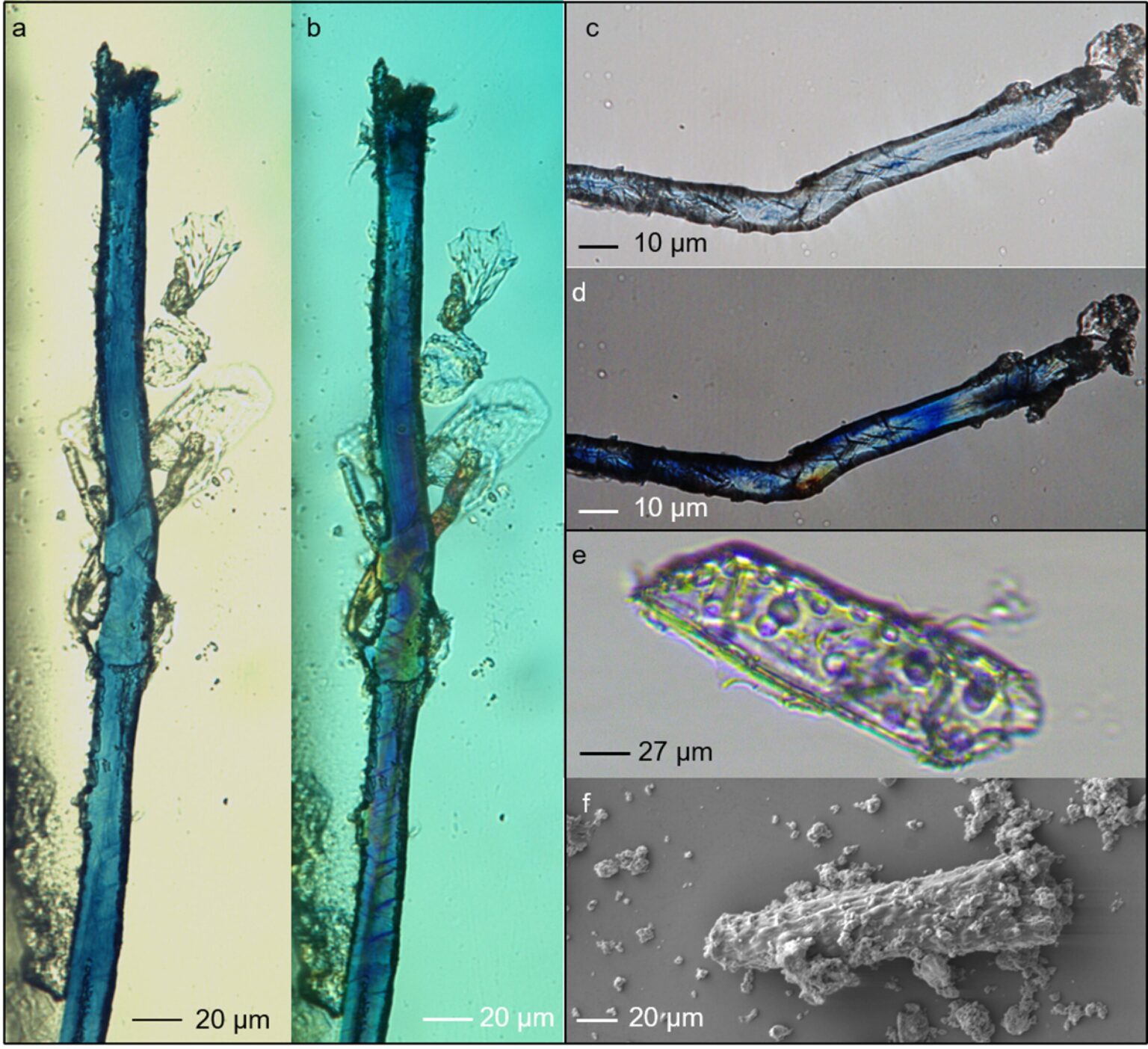 Scientists Discover the World’s Oldest Blue Dye on 34,000-Year-Old Tools