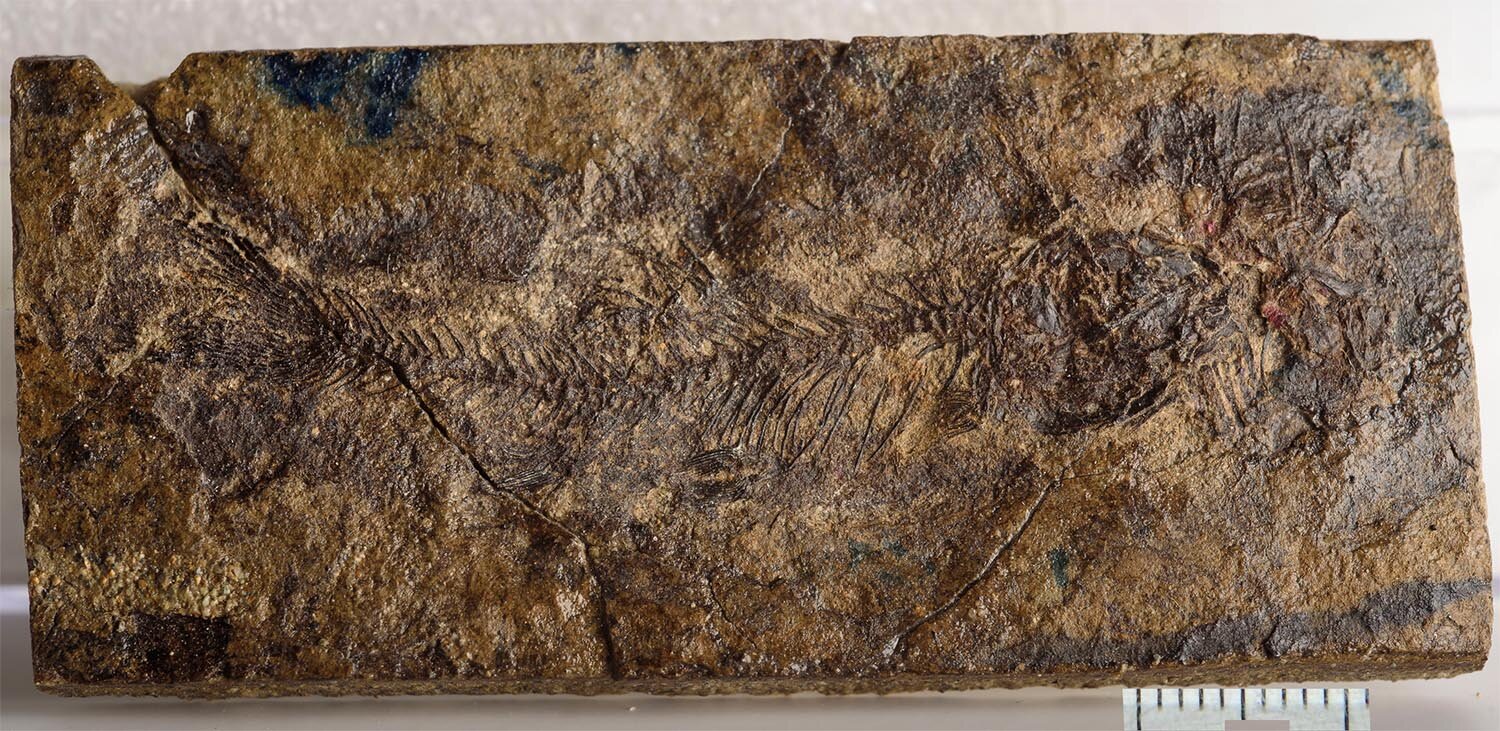 These Ancient Fish Had Ears Like Ours—and It Transformed Their World