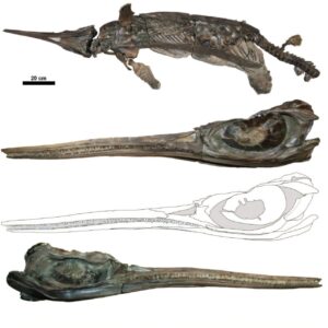 Scientists Discover ‘Sword Dragon of Dorset’ — A 190-Million-Year-Old ...