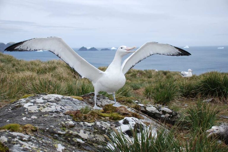 10 Birds With the Largest Wingspans