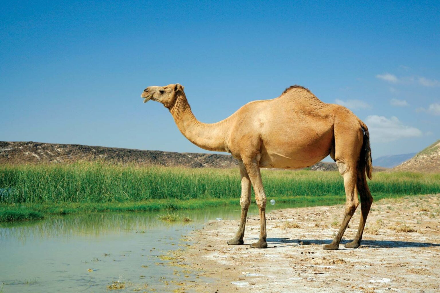12 Heat-Resistant Desert Creatures