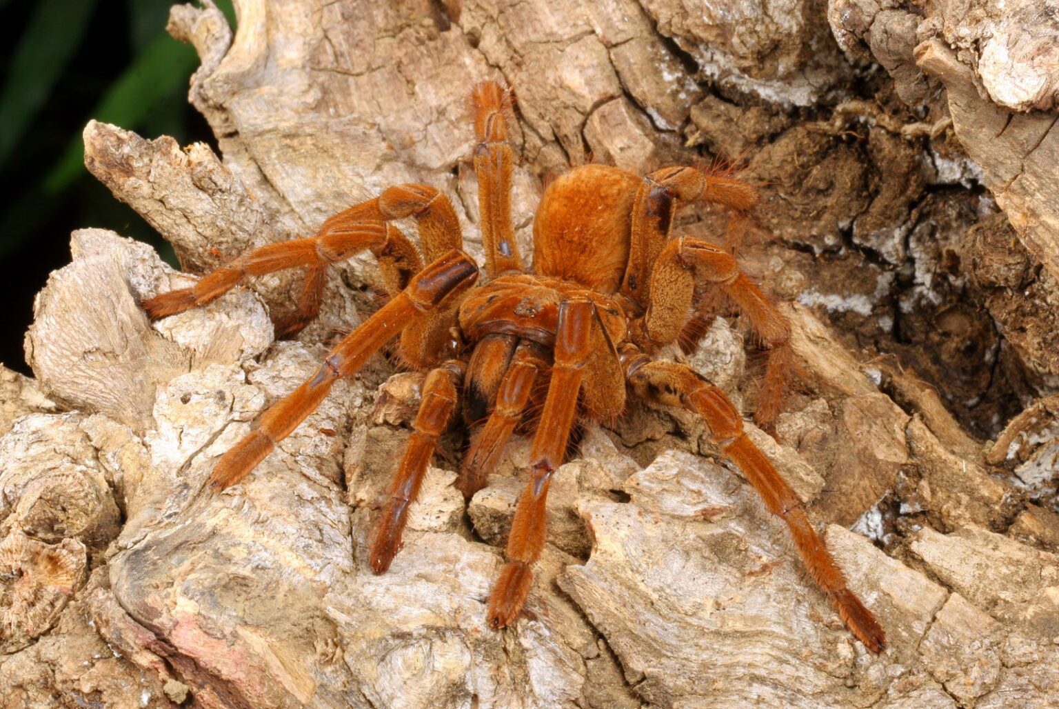 10 Largest Spiders Ever Recorded
